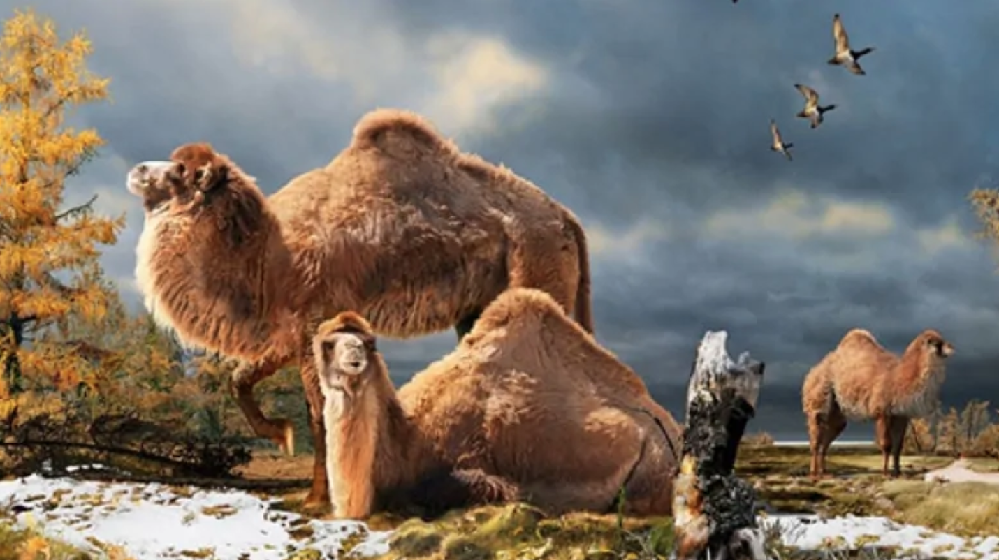 Camel discovery in High Arctic