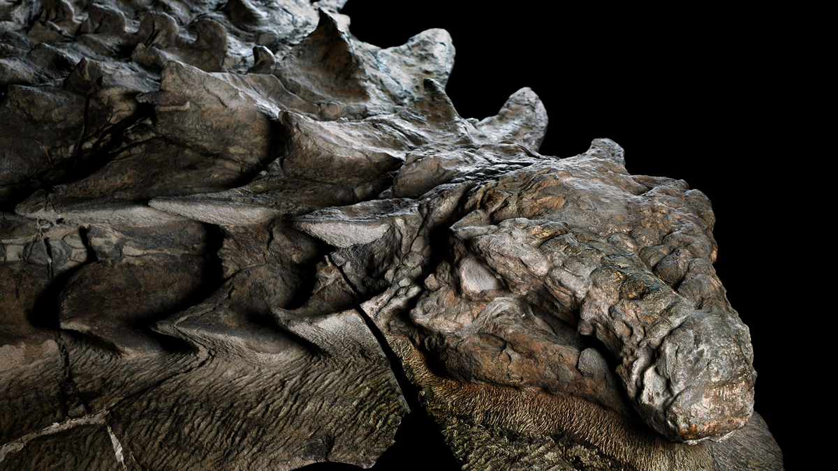 Dinosaur Cold Case