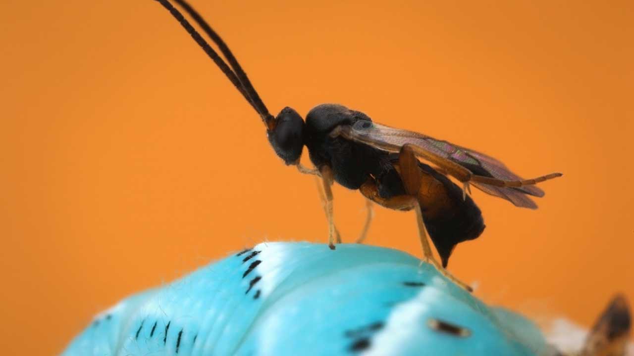 Invasion of the Brain Snatchers