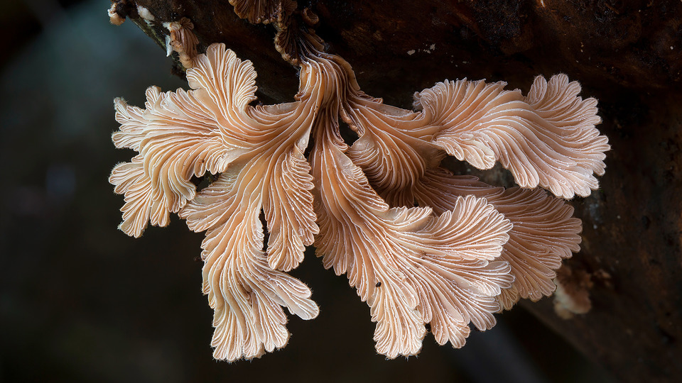The Kingdom: How Fungi Made Our World