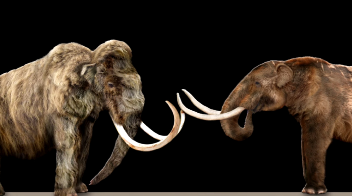 Mammoth vs. Mastodons