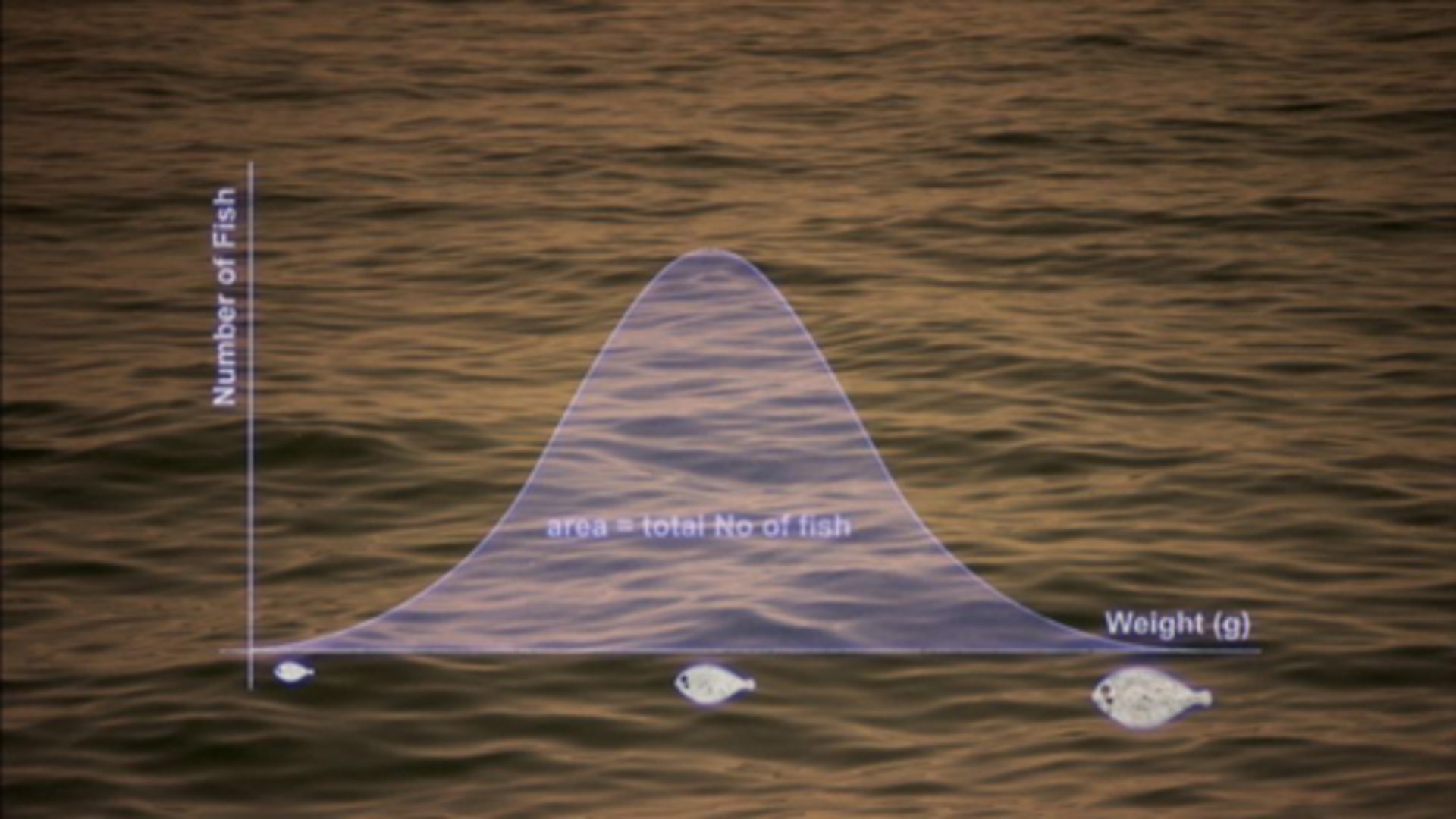 Normal distribution in fish populations