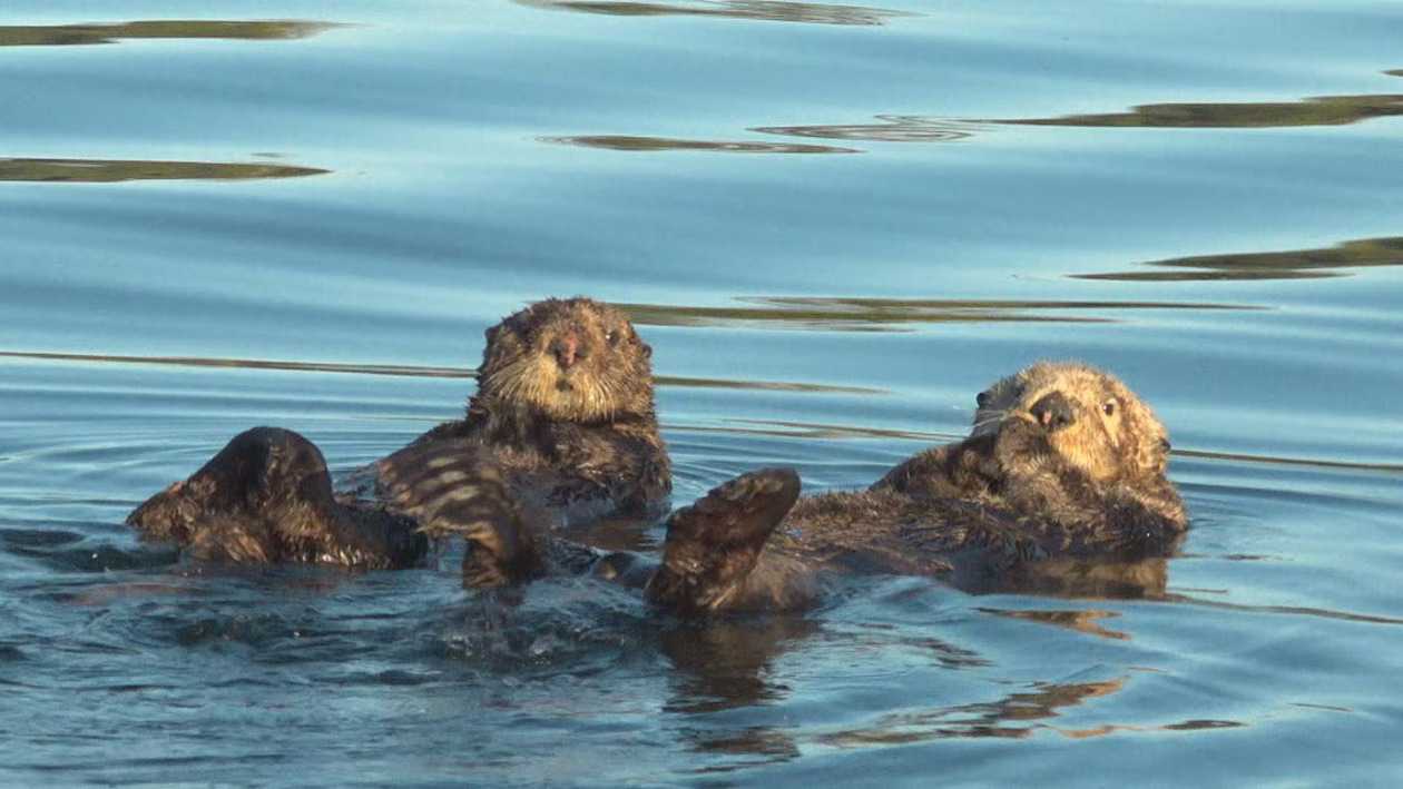 Nature Bites Back: The Case of the Sea Otter